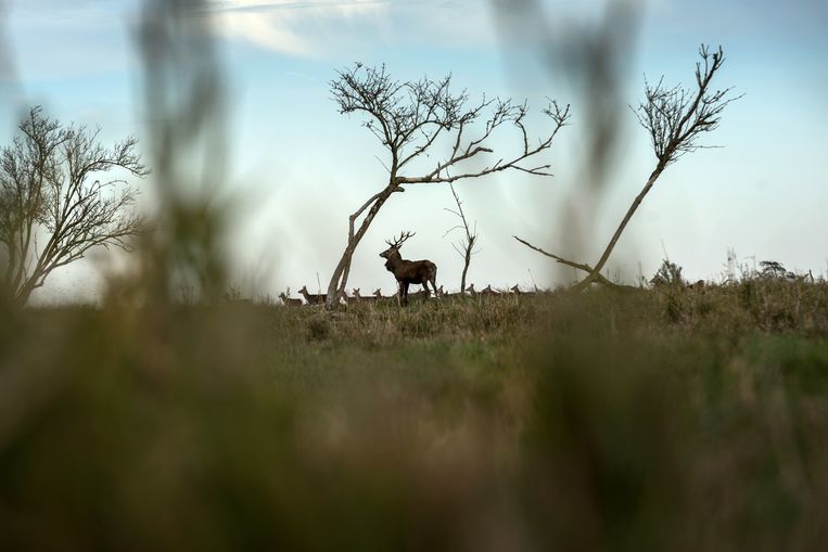 After a bloody time, the remaining red deer at the Oostvaardersplassen ...