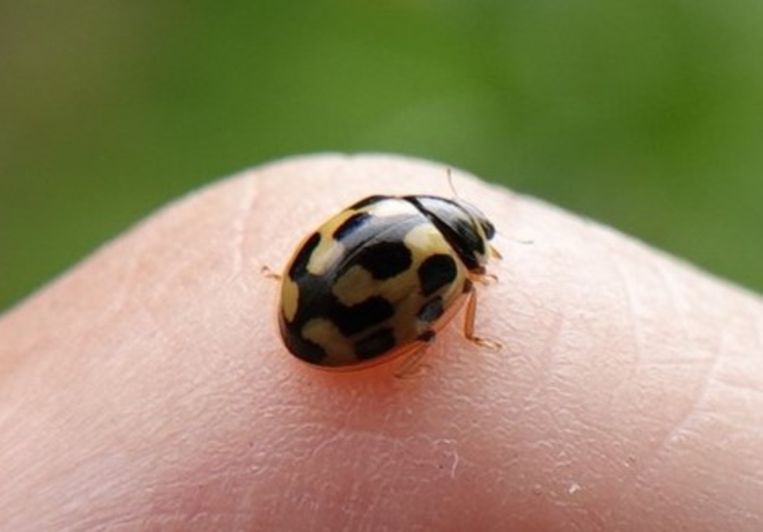 The checkerboard ladybug is a notorious aphid eater - Archyde