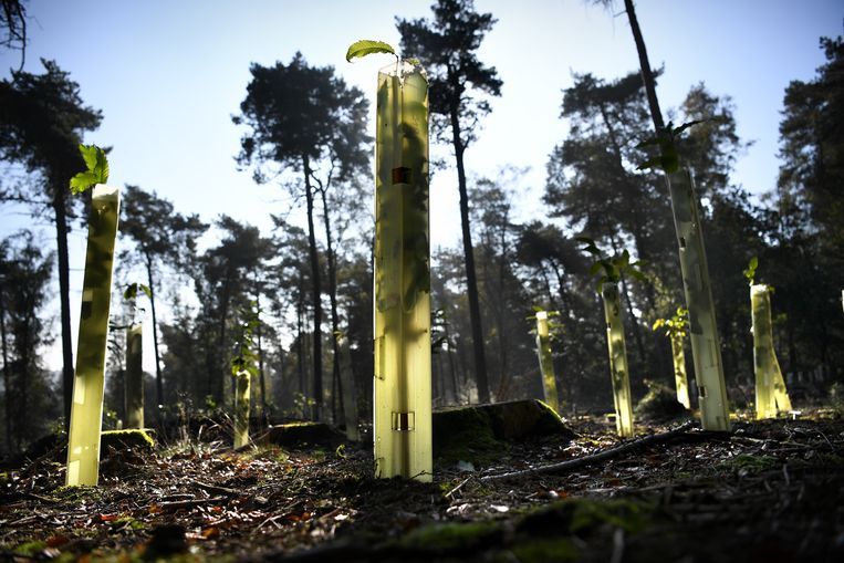 2024 may be the Year of the Forest, but tree planting can be done a lot ...