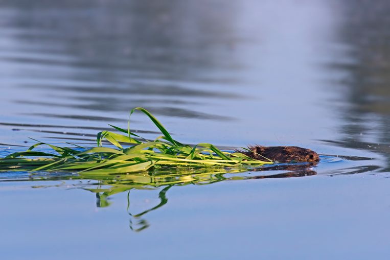 The beaver controls the entire habitat to its will - Archyde